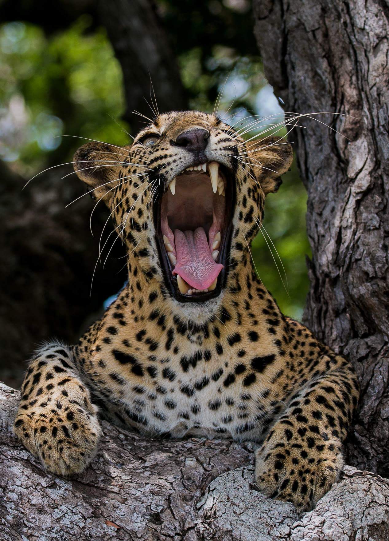 The Ultimate Hunter – Leopard – Rotaract Club of SLIIT