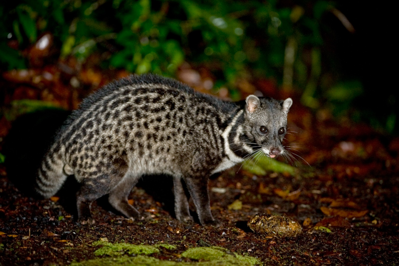 Civets Of Sri Lanka – Rotaract Club of SLIIT