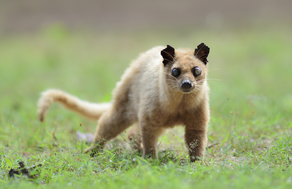 Civets Of Sri Lanka – Rotaract Club of SLIIT