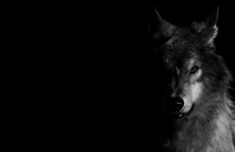 Gray Wolf – Rotaract Club of SLIIT