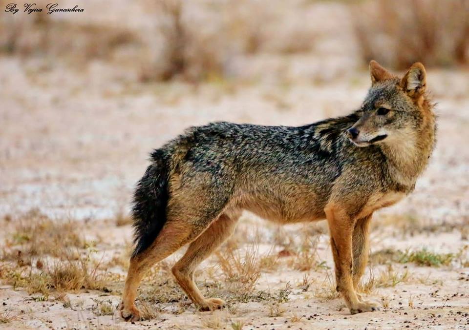 Sri Lankan Jackal (Canis aureus naria) – Rotaract Club of SLIIT